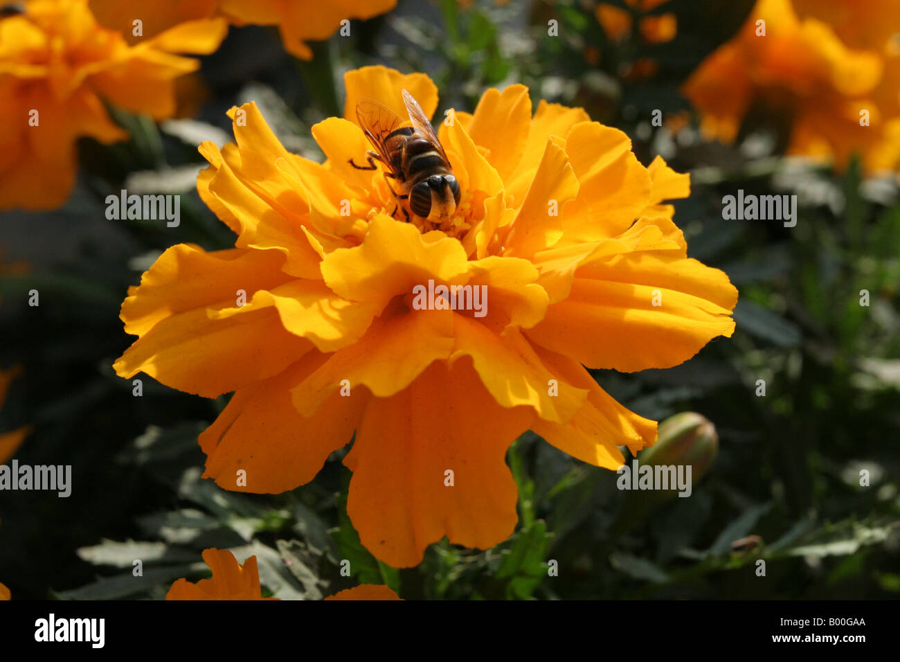 bee on flower close up Stock Photo - Alamy