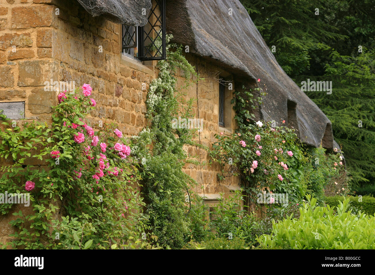 Oxfordshire Great Tew eaves of rose hung cottage Stock Photo - Alamy