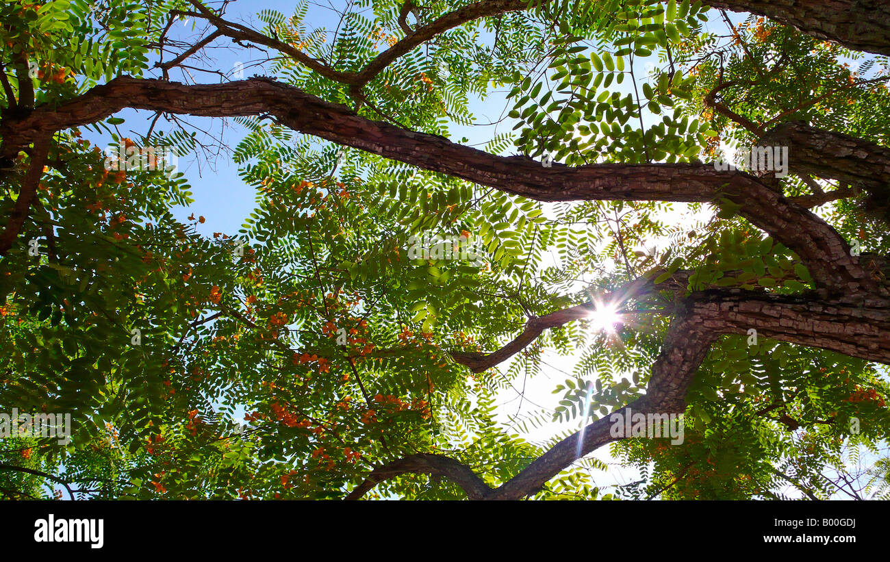 Sunburst through tropical trees. Sun ray through trees Stock Photo - Alamy