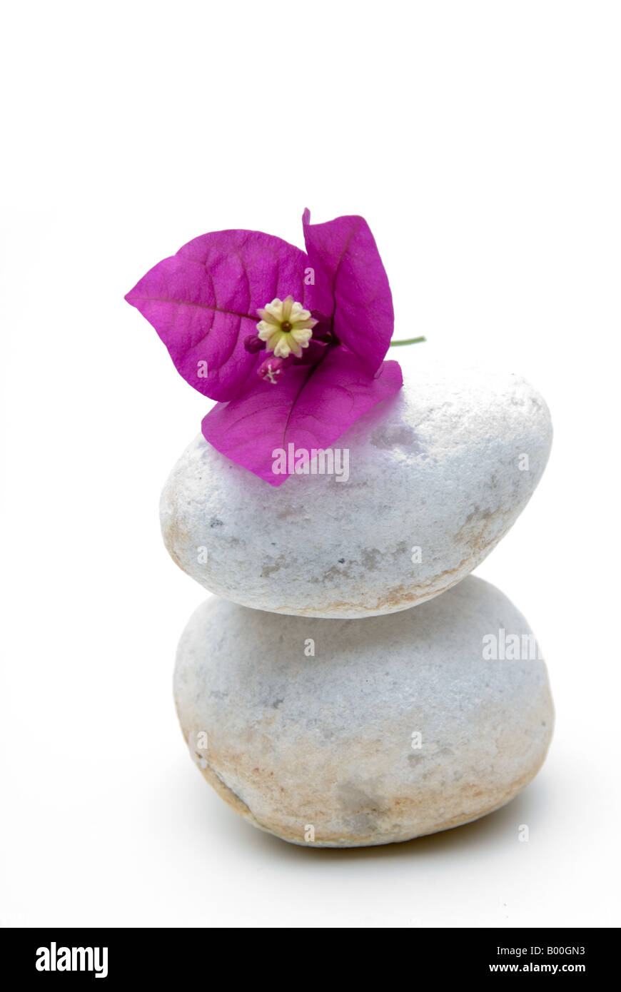 Pebbles flower hi-res stock photography and images - Alamy