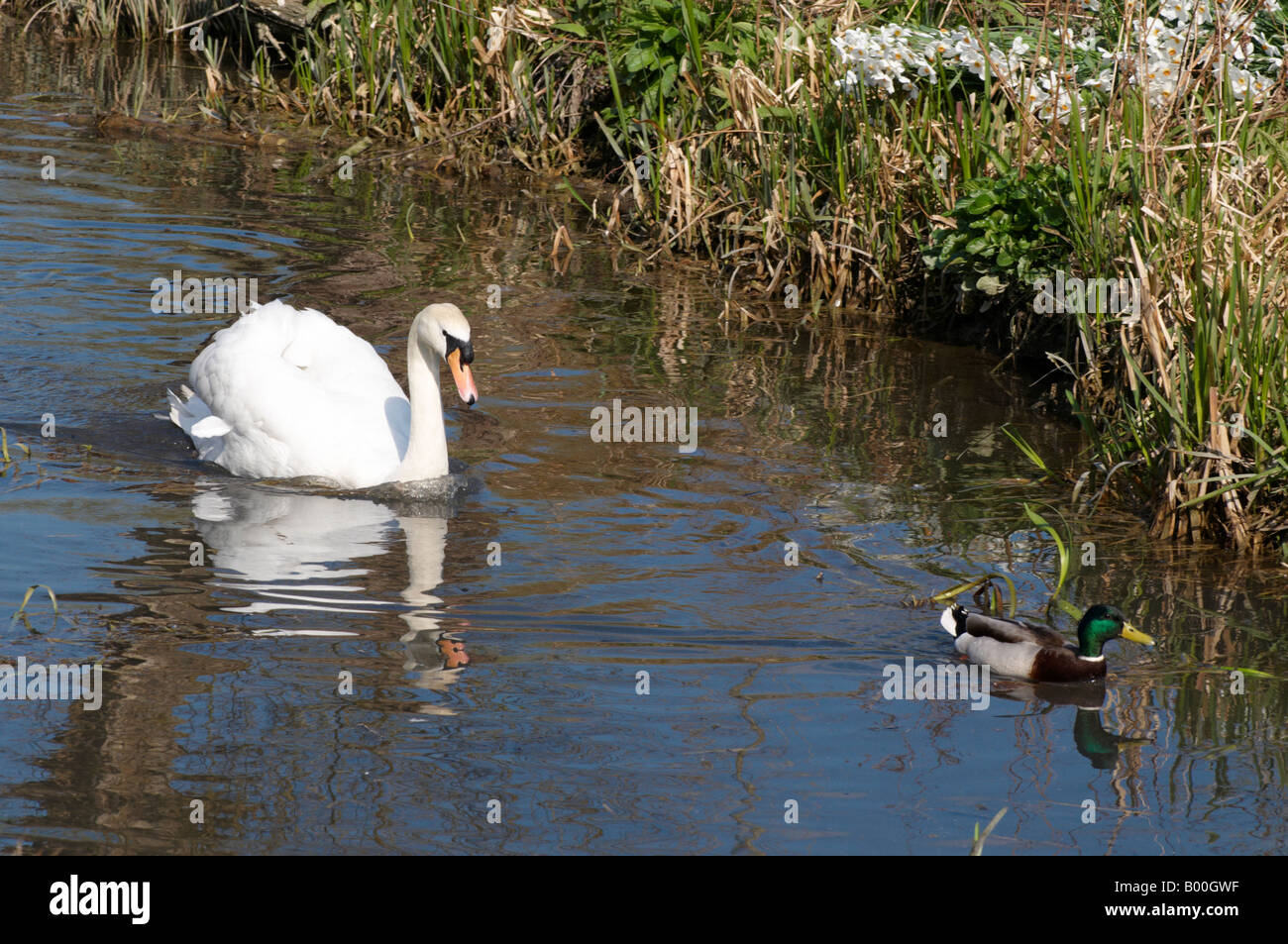 Male cob swan chasing a duck away Mute swan Cygnus olor protecting its nest in Cambridge near ...
