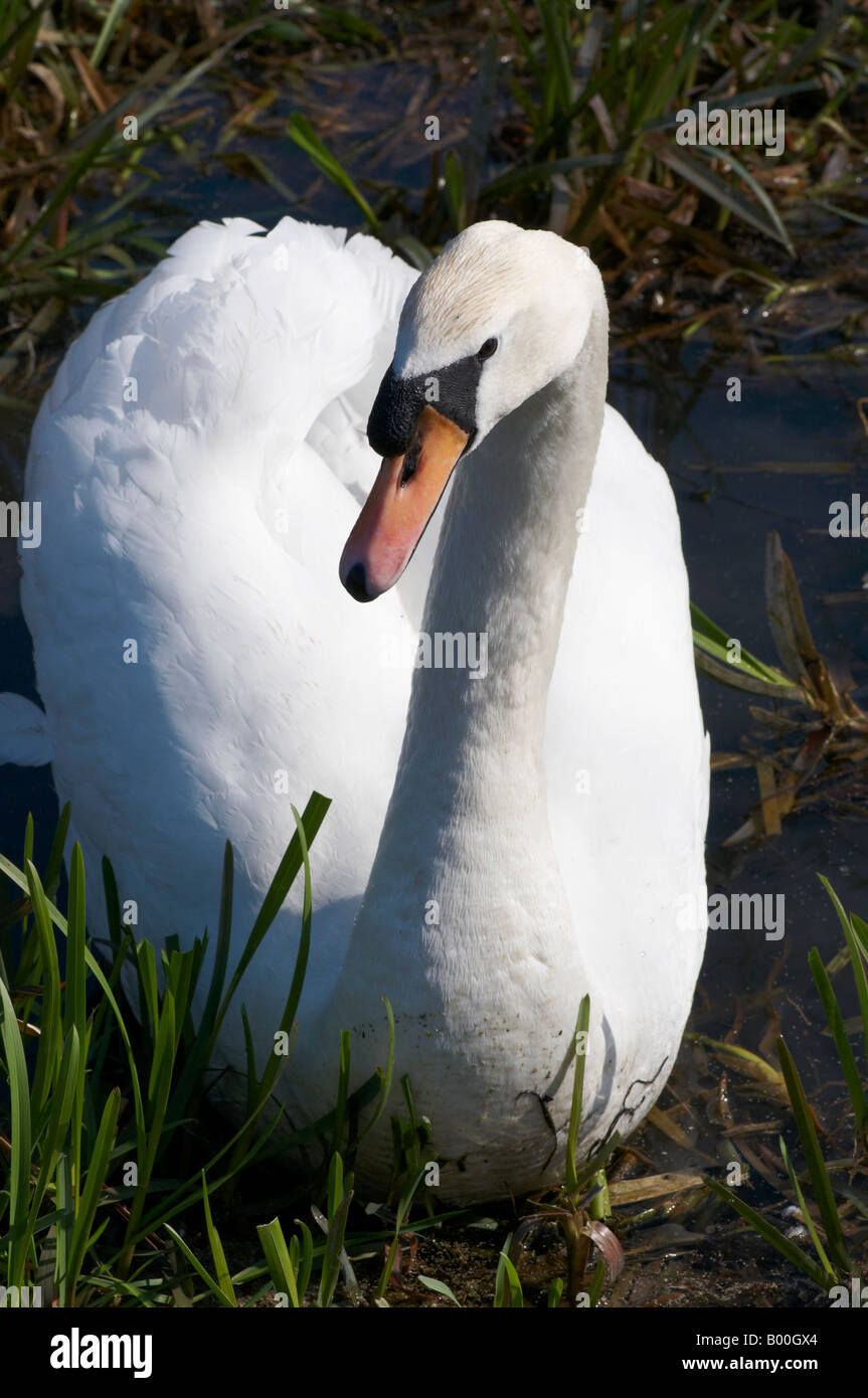 Swan nose hi-res stock photography and images - Alamy