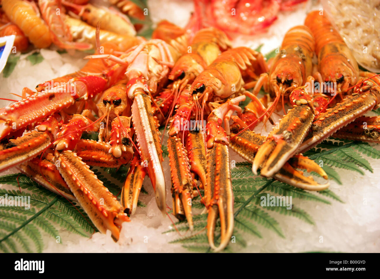 Langustine on a Fishmongers Stall. Mercat de La Boqueria Food Market ...