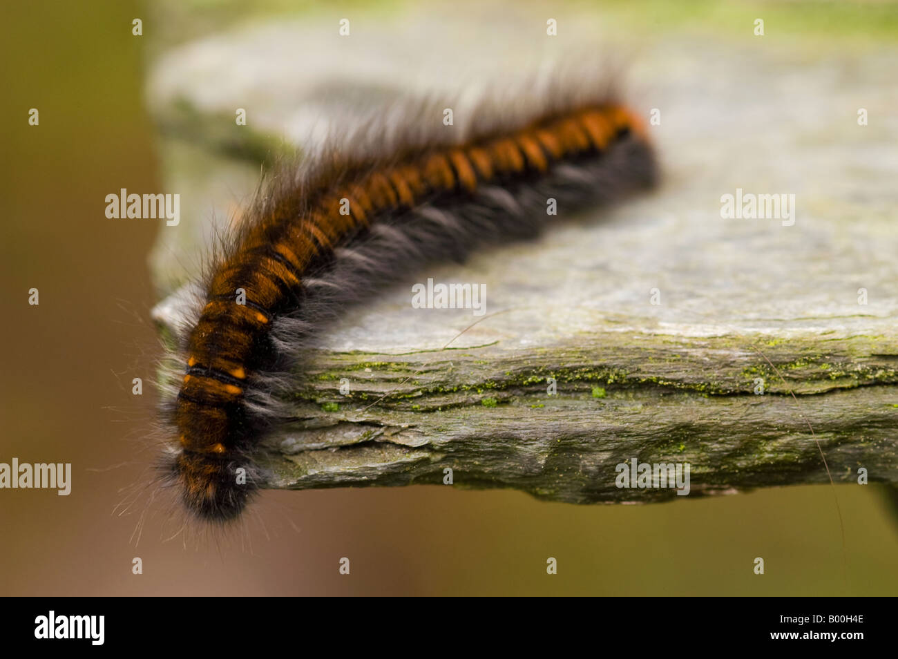 Caterpillar on stone hi-res stock photography and images - Alamy