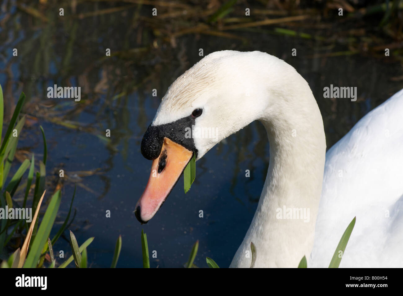 Male cob swan eating some greenery swan Cygnus olor eating and protecting its nest in Cambridge ...