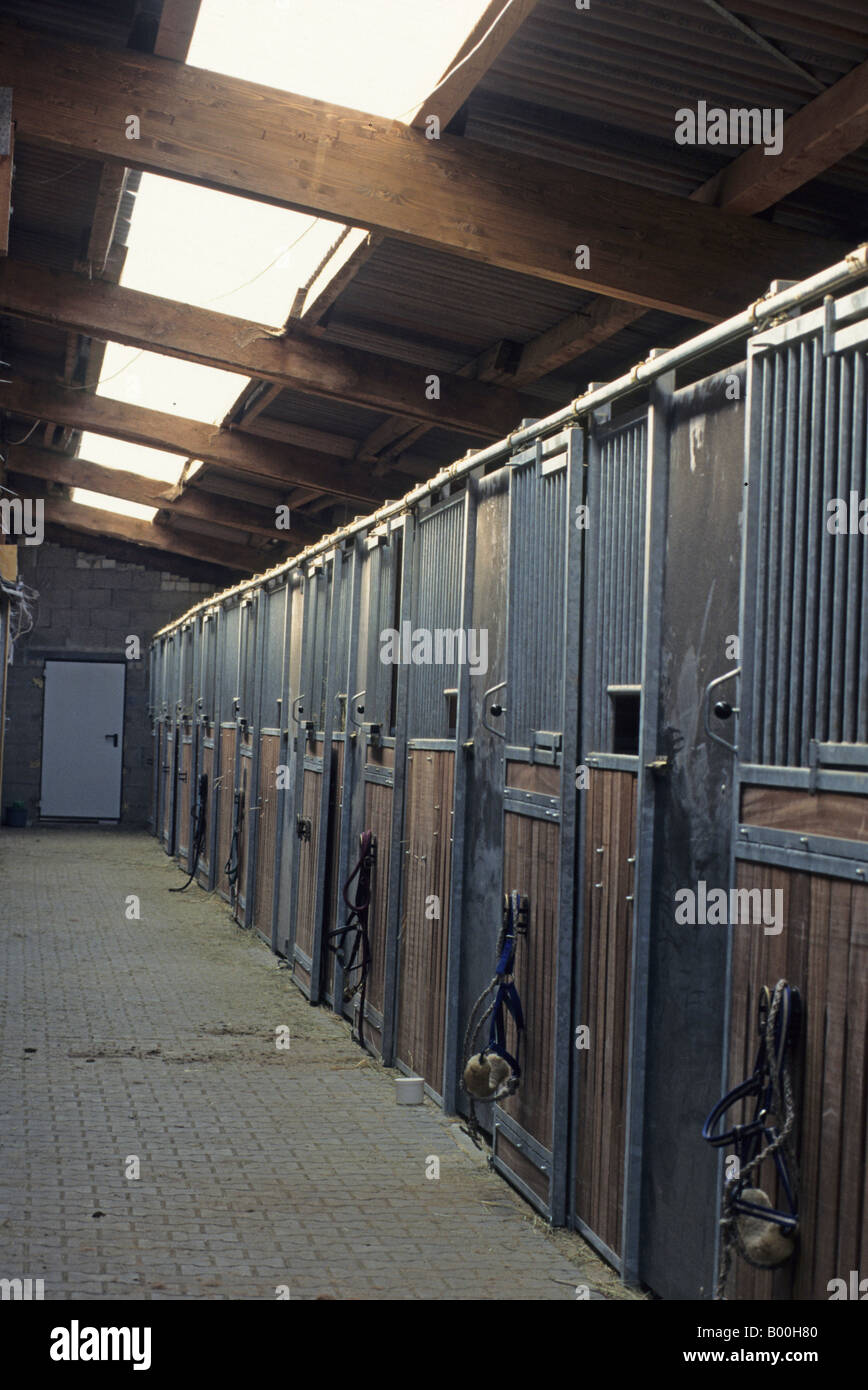 Domestic Horse (Equus caballus), box stall Stock Photo - Alamy