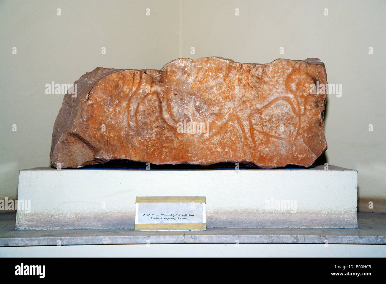 Prehistoric cow hi-res stock photography and images - Alamy