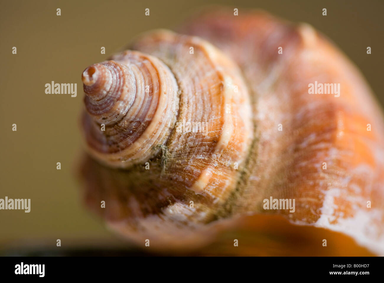 Sea shell hi-res stock photography and images - Alamy