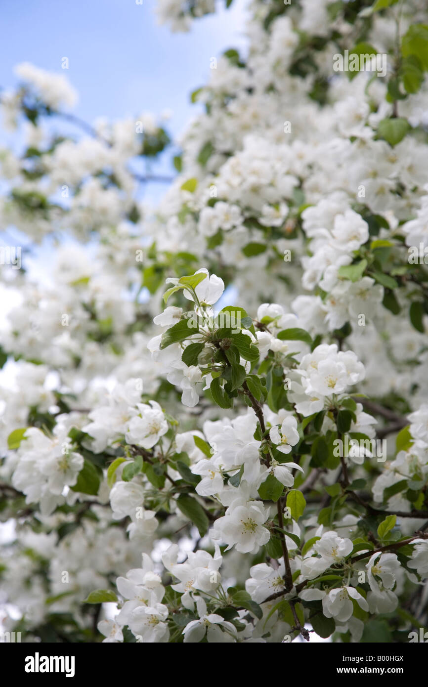 Apple tree blooming Stock Photo - Alamy