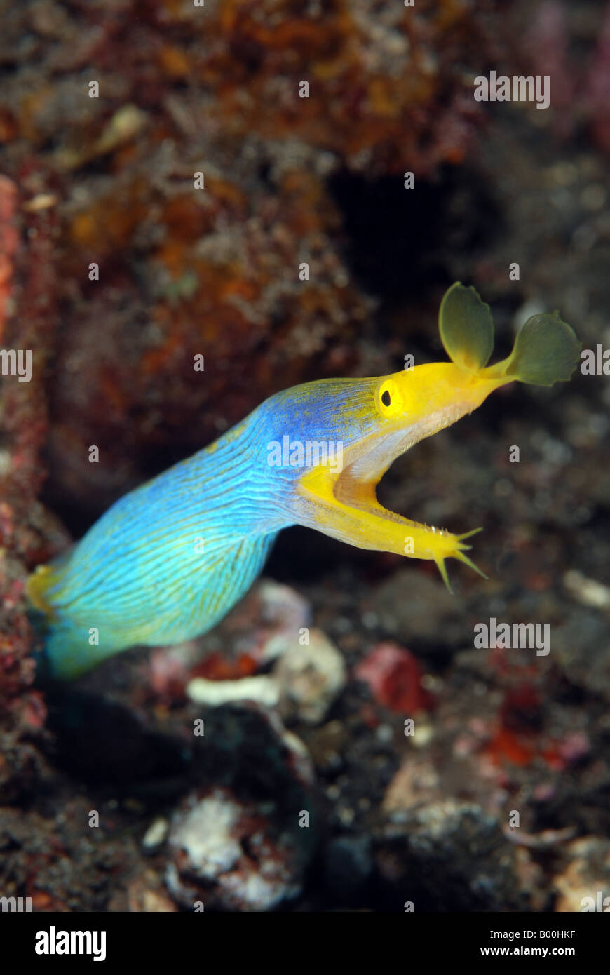 Blue and yellow ribbon eel hi-res stock photography and images - Alamy