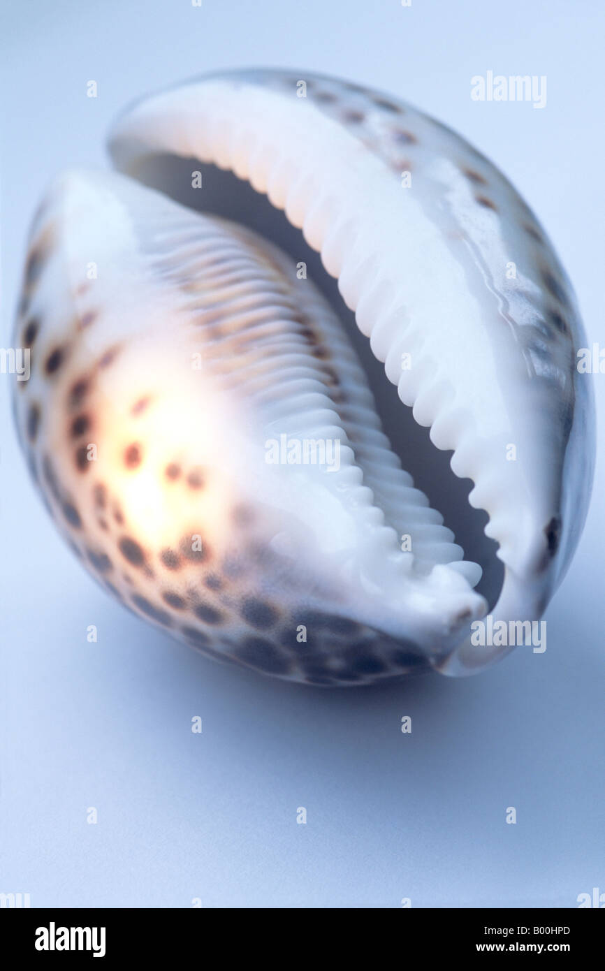 Shell Still Life Stock Photo - Alamy