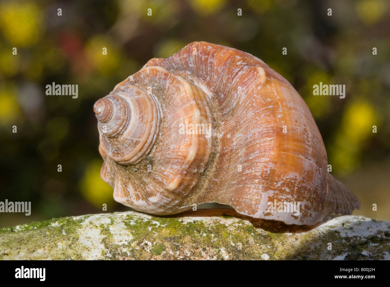Screw shell hi-res stock photography and images - Alamy