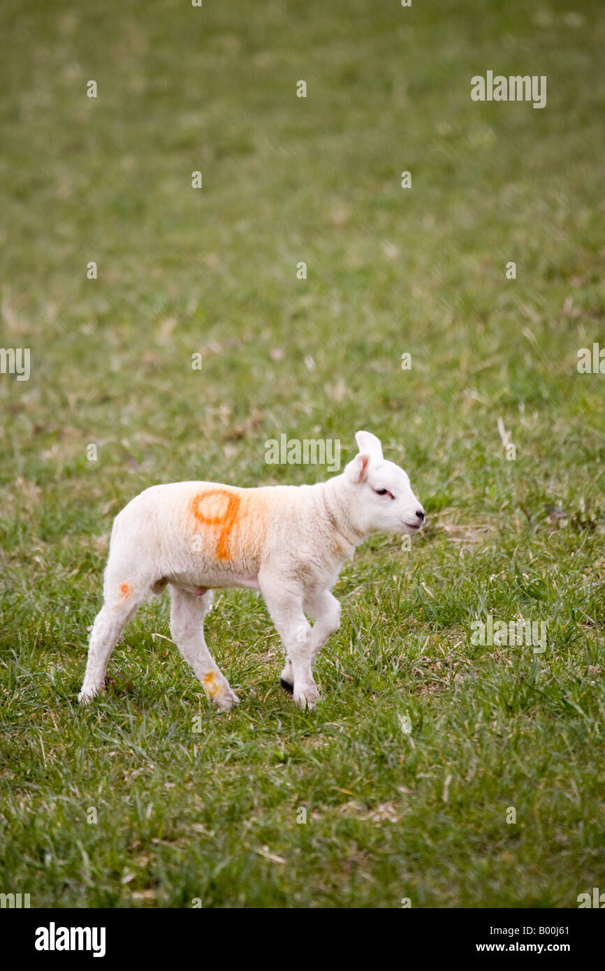 Scottish Spring Lamb Stock Photo - Alamy