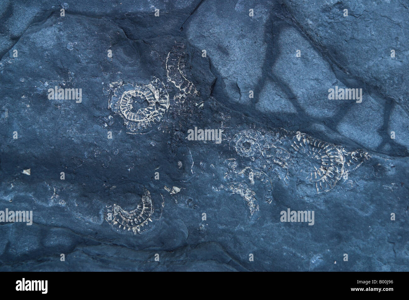 Fossil ammonite. Kilve Stock Photo - Alamy