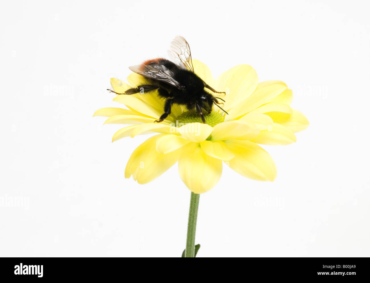 Red tailed bumble bee Bombus lapidarius bumblebee Stock Photo - Alamy