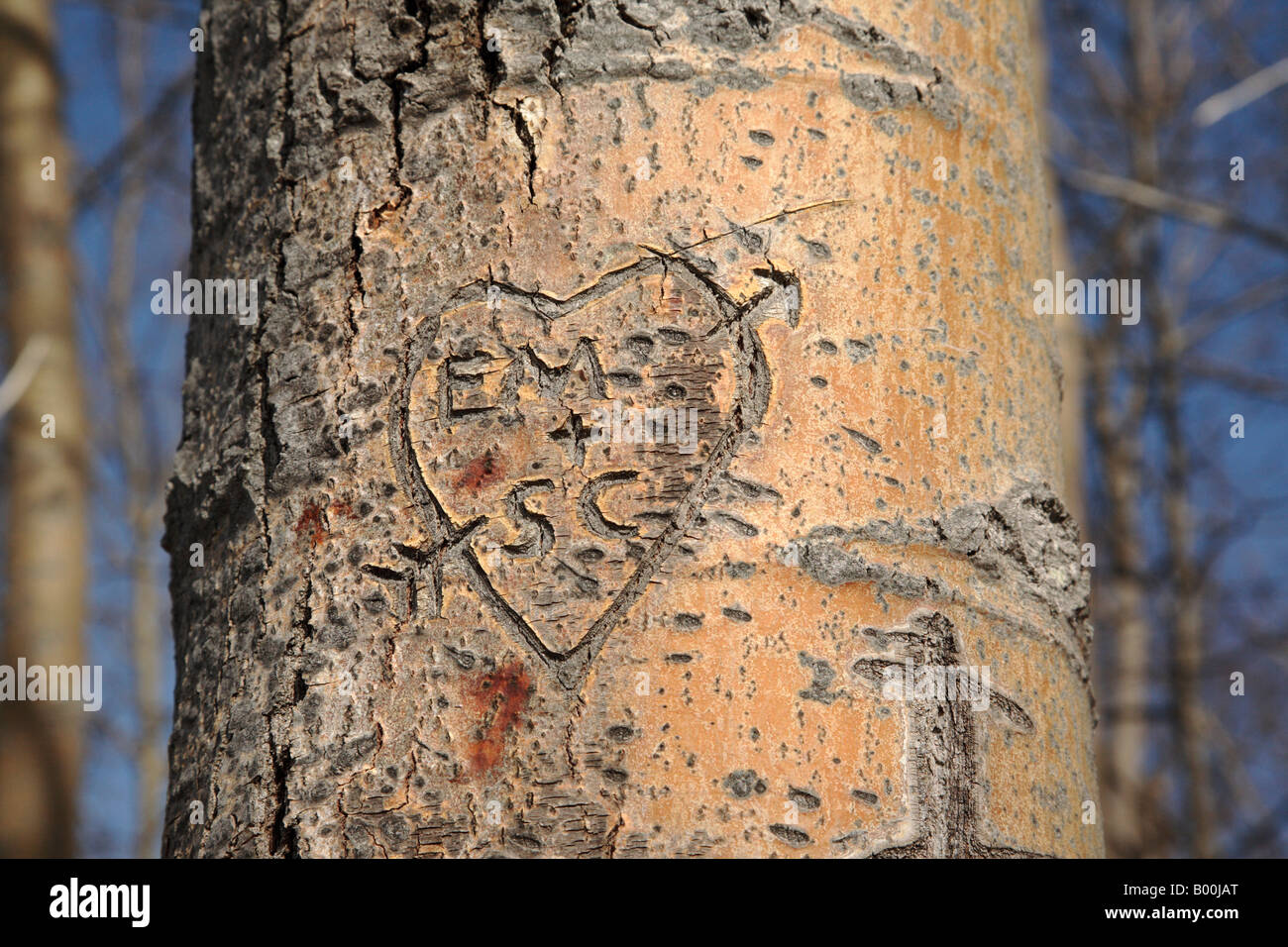 Initials carved into a birch tree hi-res stock photography and images ...