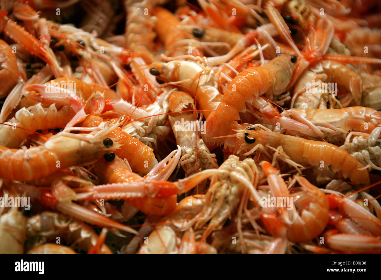 Langustine on a Fishmongers Stall. Mercat de La Boqueria Food Market ...