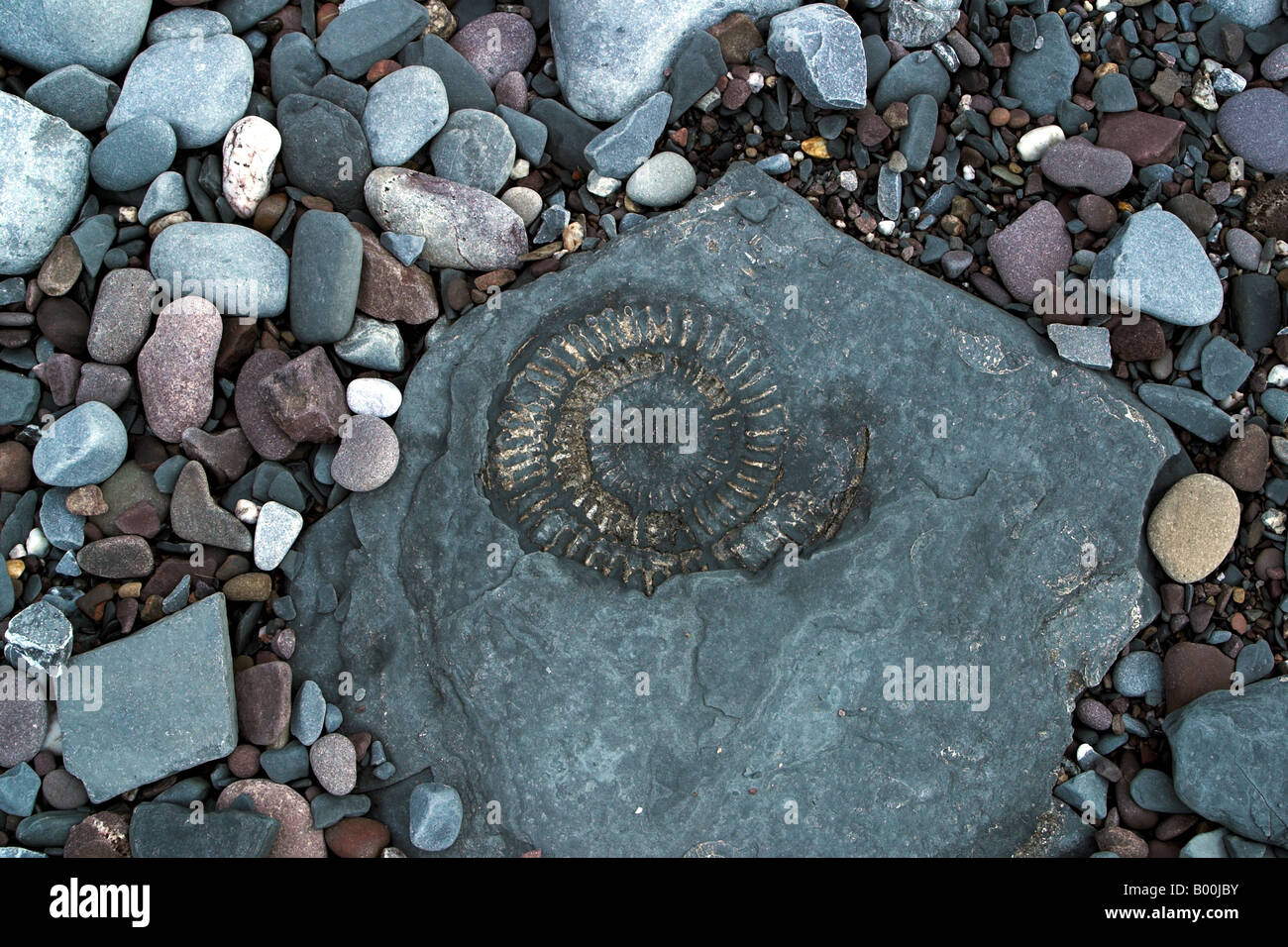 Fossil Ammonite. Kilve. Somserset Stock Photo - Alamy