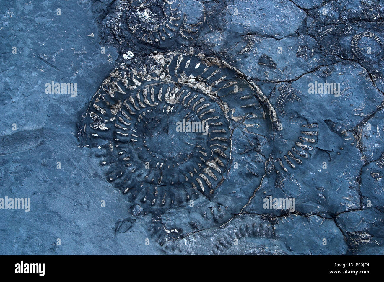 Ammonite Kilve Fossil Fossilized High Resolution Stock Photography and ...