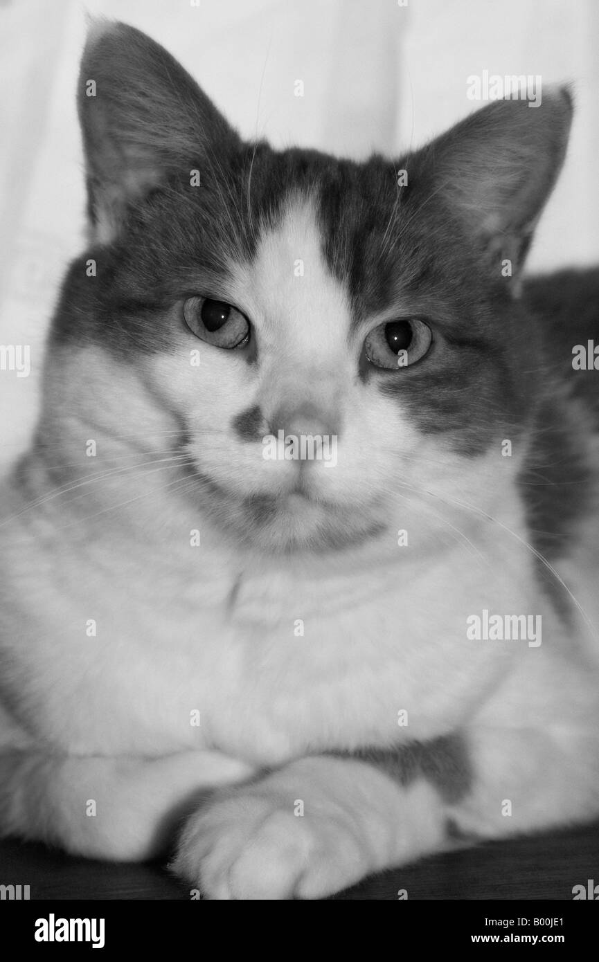 Grayscale Cat High Resolution Stock Photography and Images - Alamy