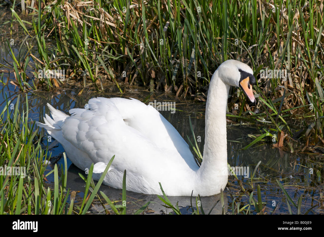 Male cob swan in water swimming Mute swan Cygnus olor protecting its nest in Cambridge near foot ...