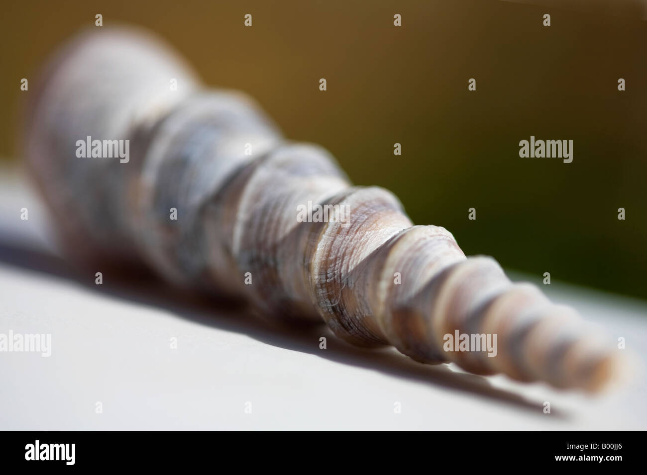 Sea shell hi-res stock photography and images - Alamy