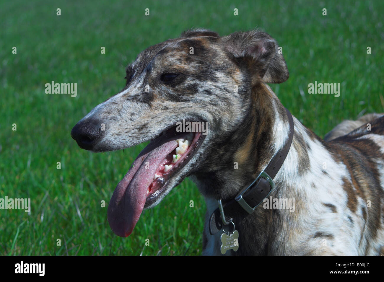Greyhound cross Lurcher panting. UK Stock Photo - Alamy