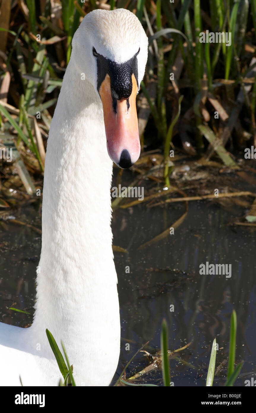 Male cob Swan looking forward showing head and neck Mute swan olor protecting its nest in ...