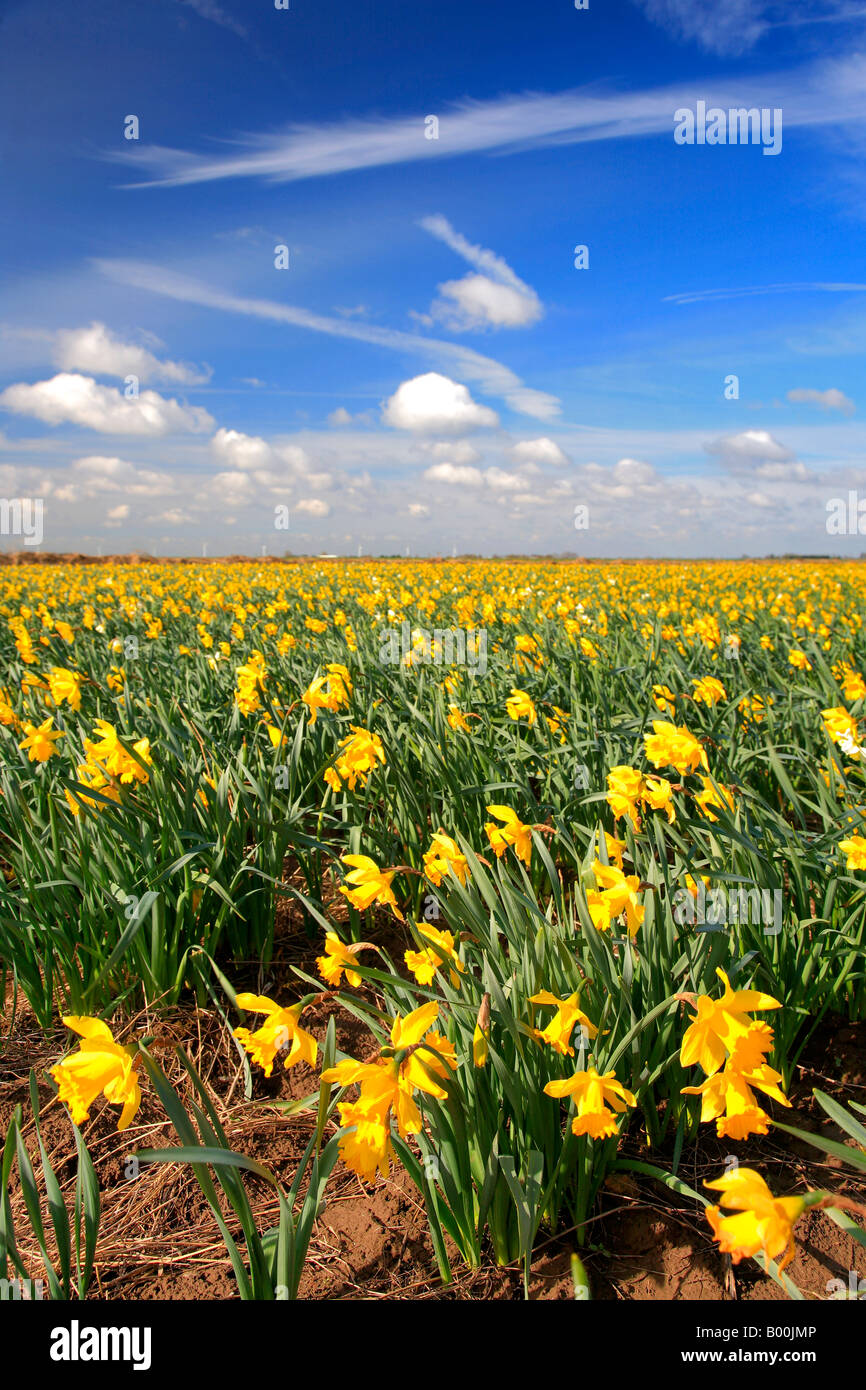 Fenland field lincolnshire fens hi-res stock photography and images - Alamy
