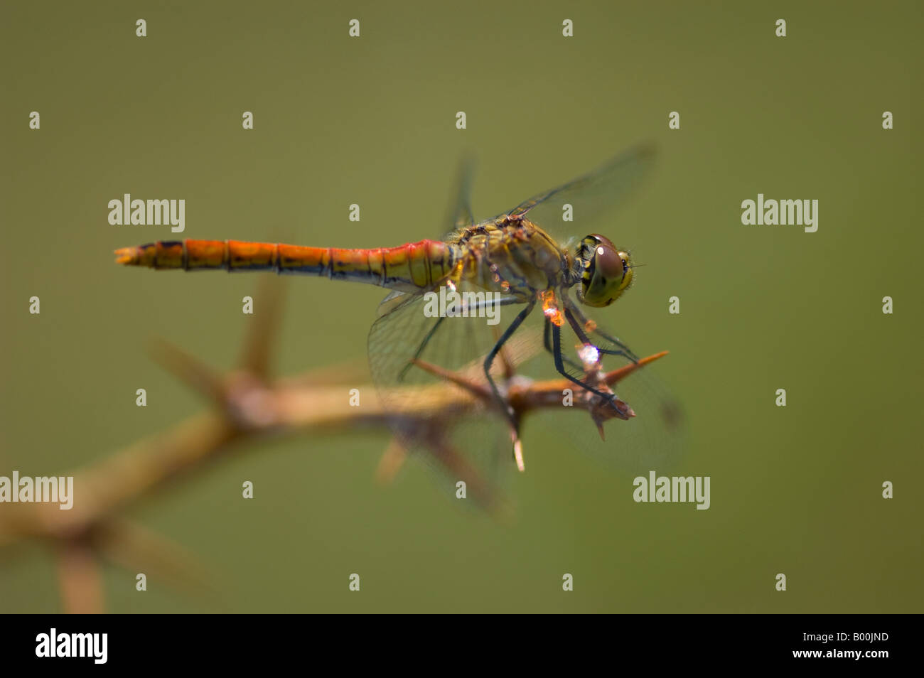 dragonfly sitting on branch Stock Photo - Alamy