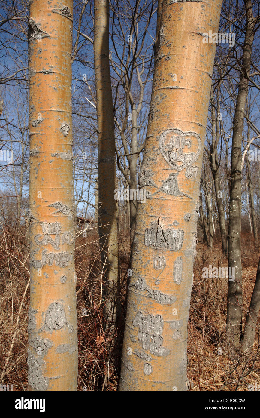 Initials carved into a birch tree hi-res stock photography and images ...