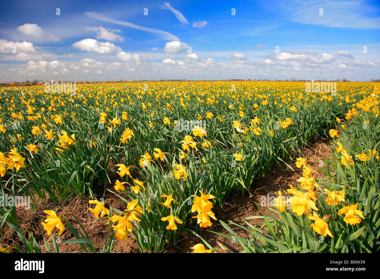Yellow Spring Daffodils in a field near Spalding Lincolnshire England ...