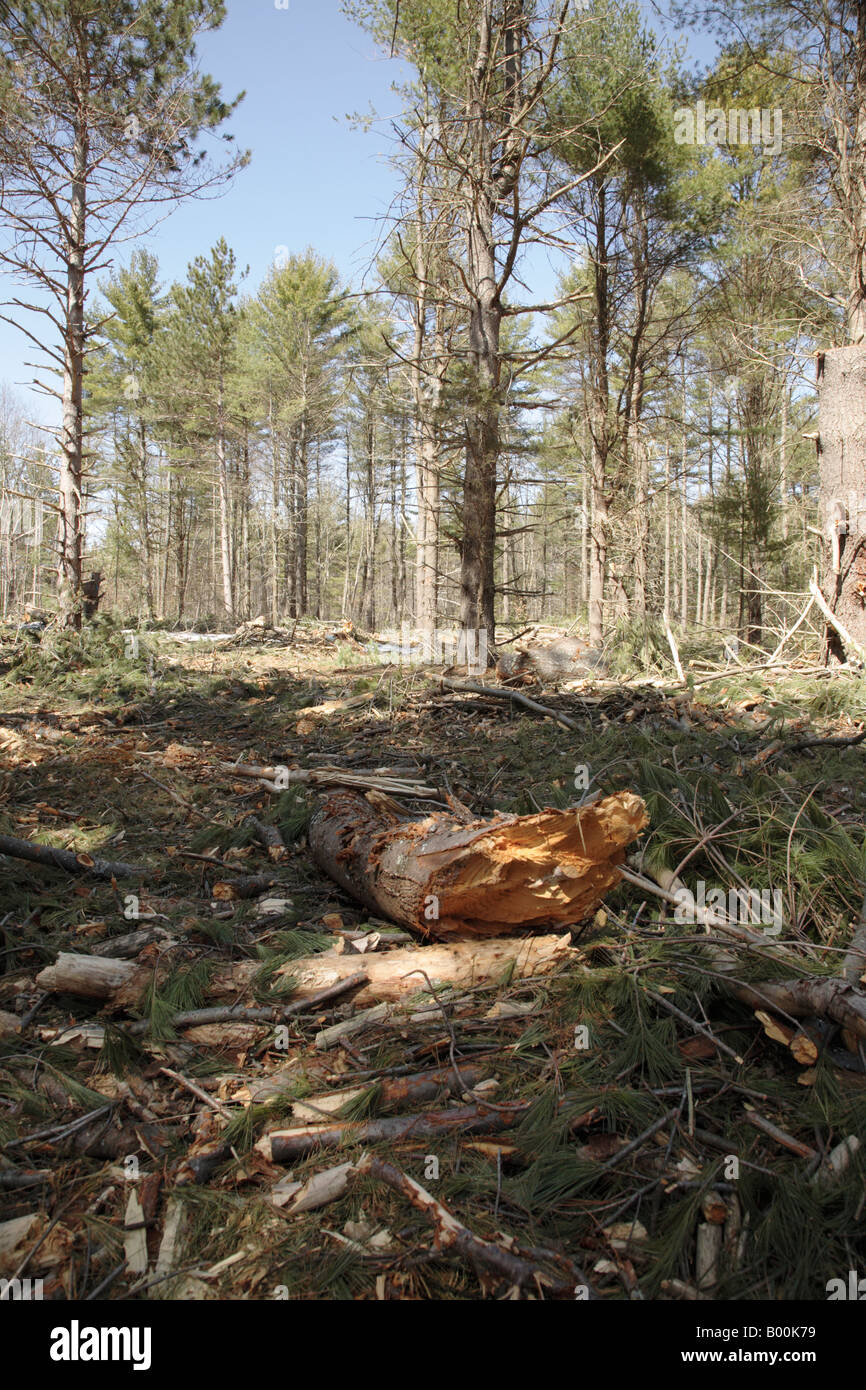 Selective logging hi-res stock photography and images - Alamy