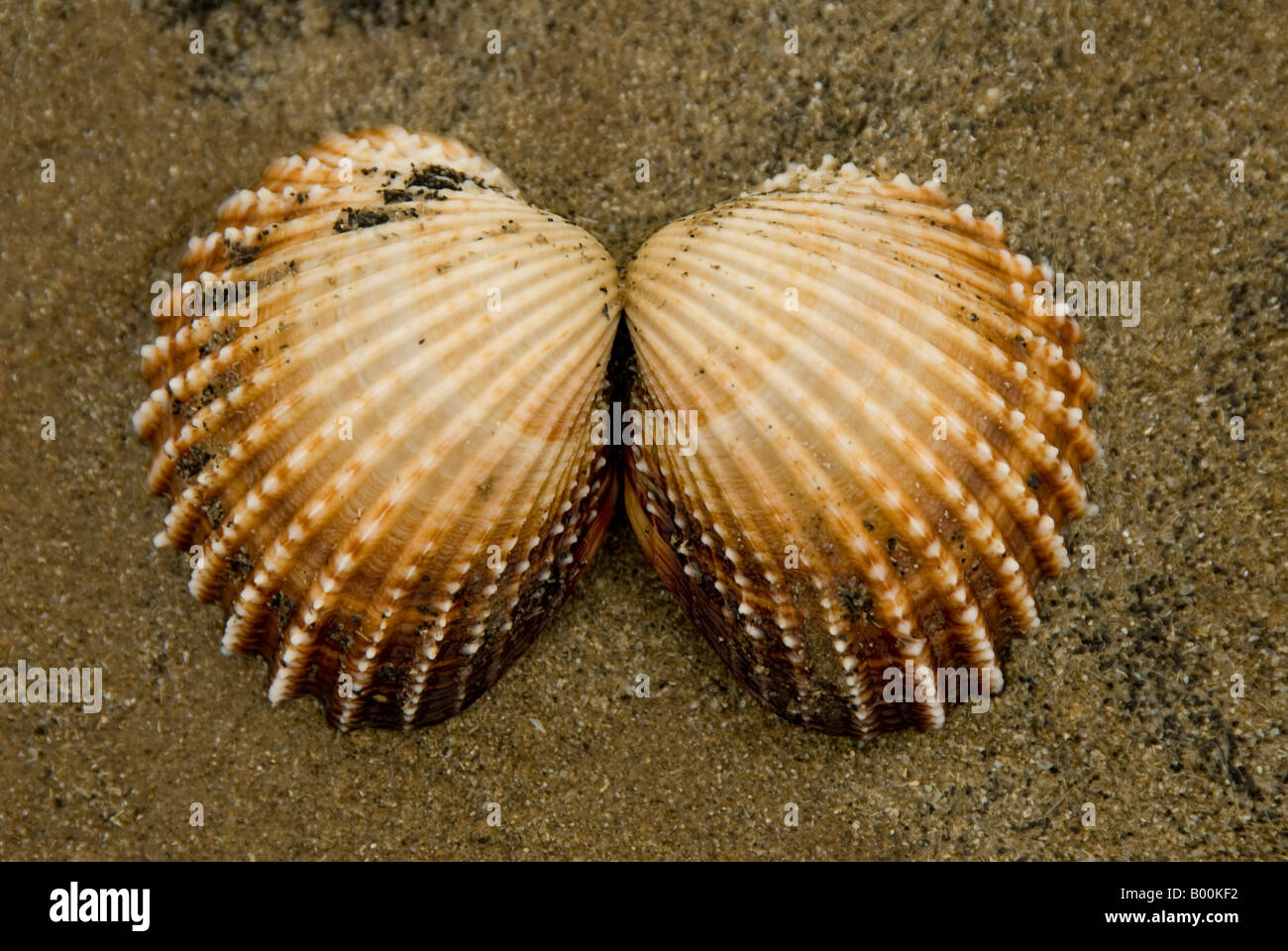 Cockle shells on a beach Stock Photo - Alamy