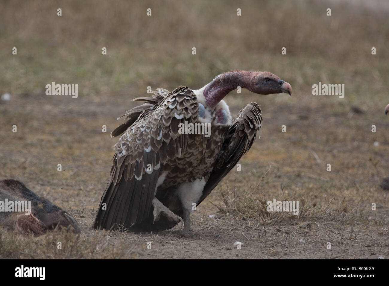 Ruppells Griffon Vulture (Gyps rueppellii) at Ndutu, in the Ngorongoro ...