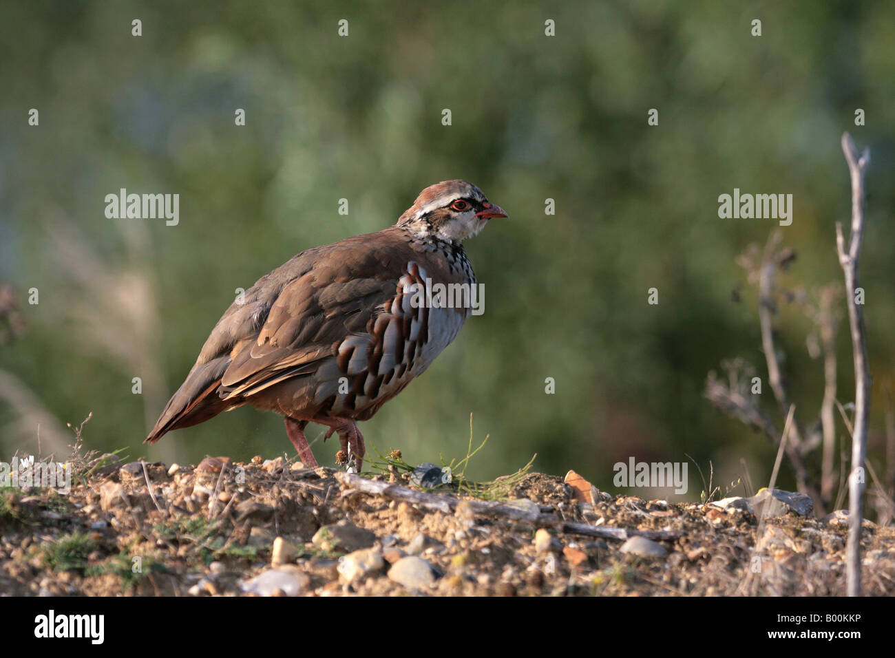 Red legged partridge Alectoris rufa Stock Photo - Alamy