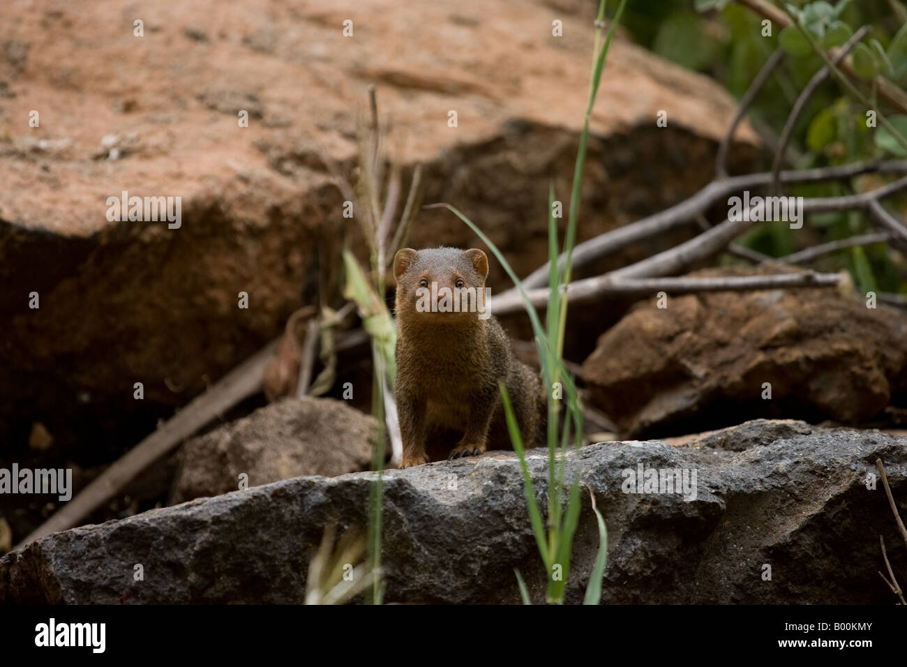 Eastern Dwarf Mongoose (Helogale undulata) near Lake Manyara in ...