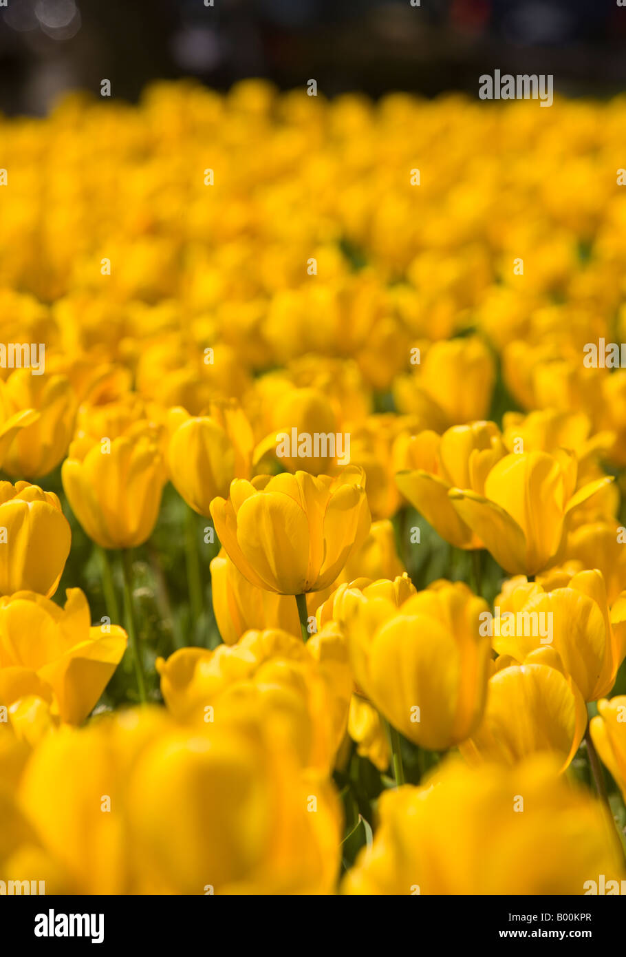 WASHINGTON DC USA Yellow tulips blooming Stock Photo - Alamy