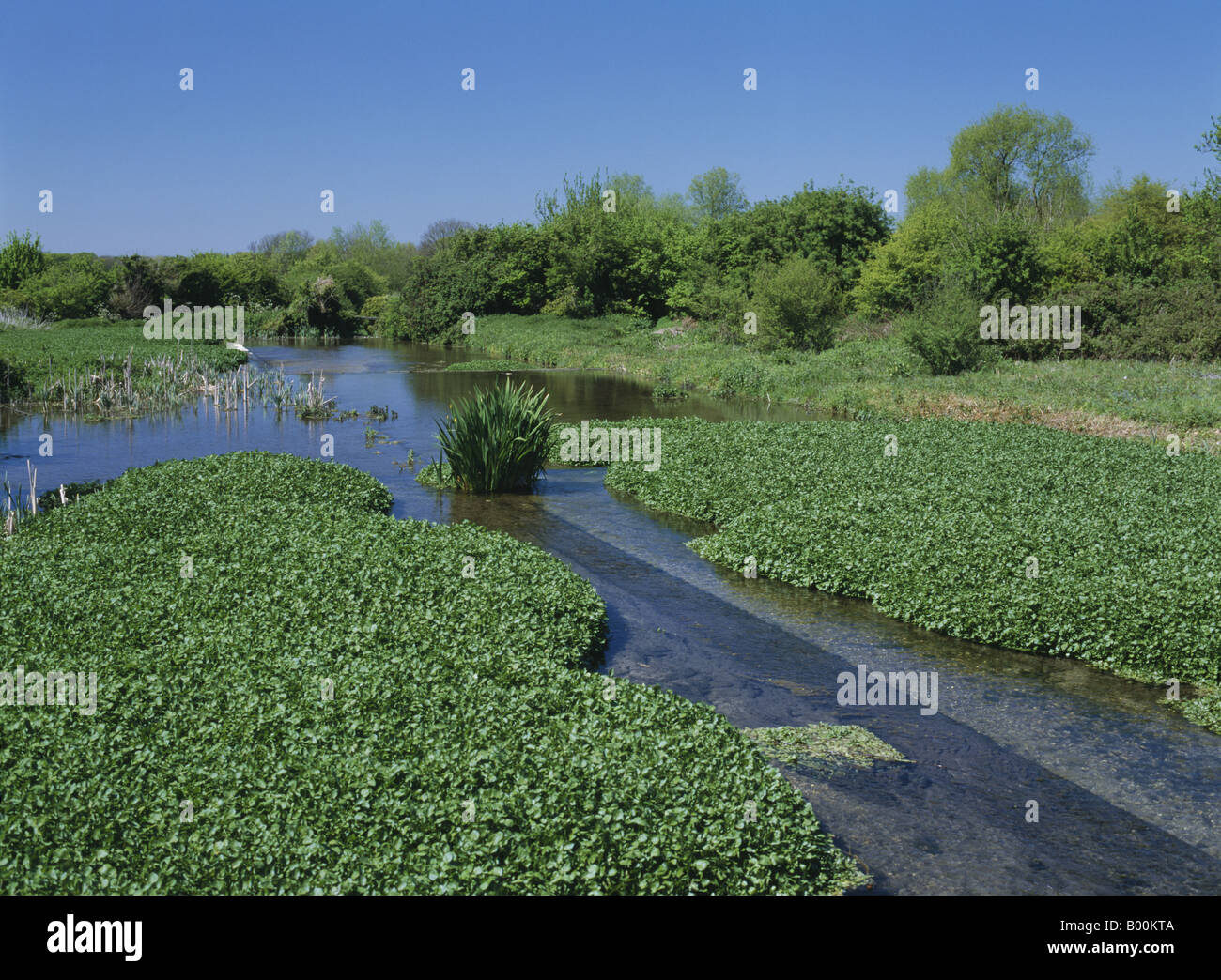 Watercress beds Shallow water course Plants growing EWELME OXFORDSHIRE ...