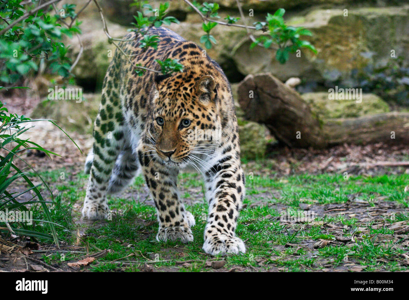 Amur Leopard at Cotswold Wildlife Park Burford England Stock Photo - Alamy