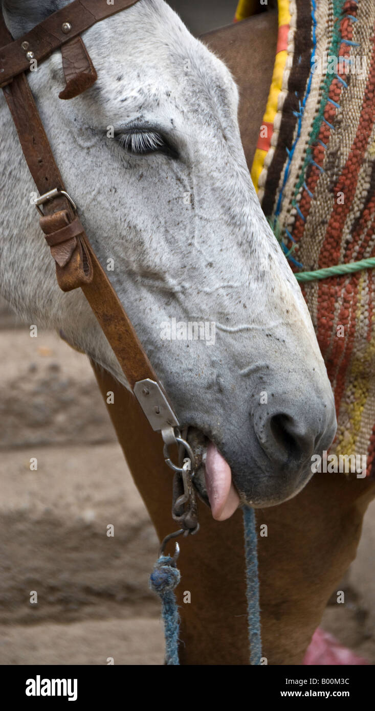 Portrait of mule hi-res stock photography and images - Alamy