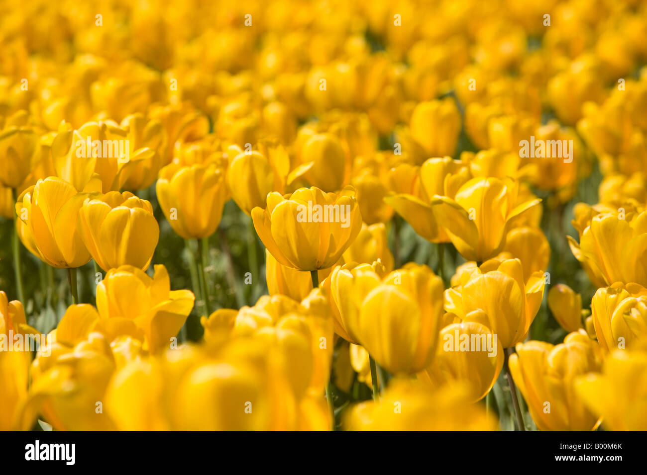 Dominant colour yellow hi-res stock photography and images - Alamy