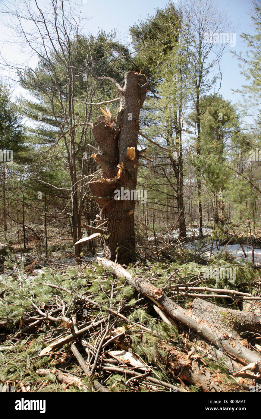 Selective logging hi-res stock photography and images - Alamy