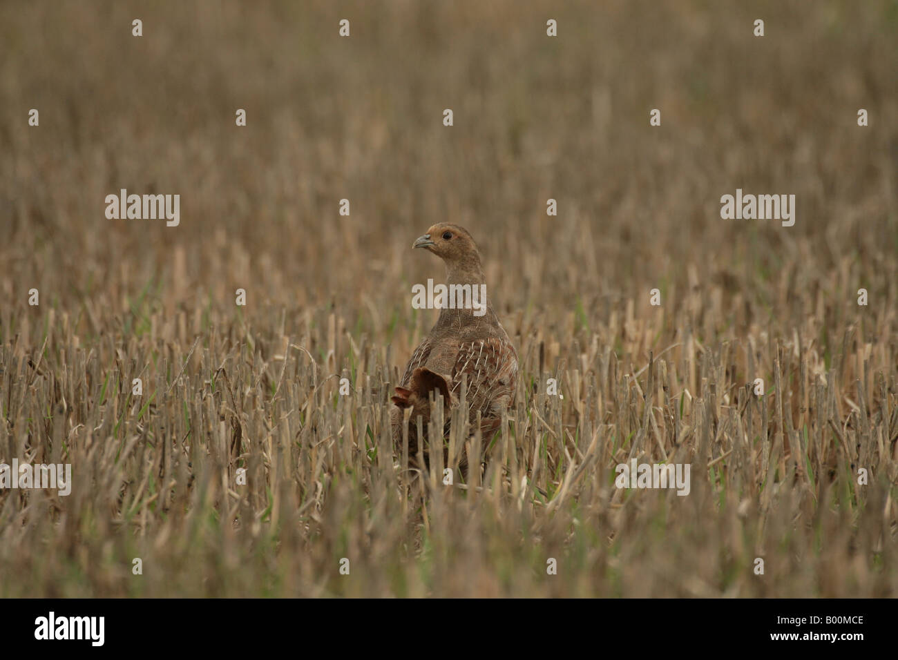 Grey partridge in a stubble field Stock Photo - Alamy