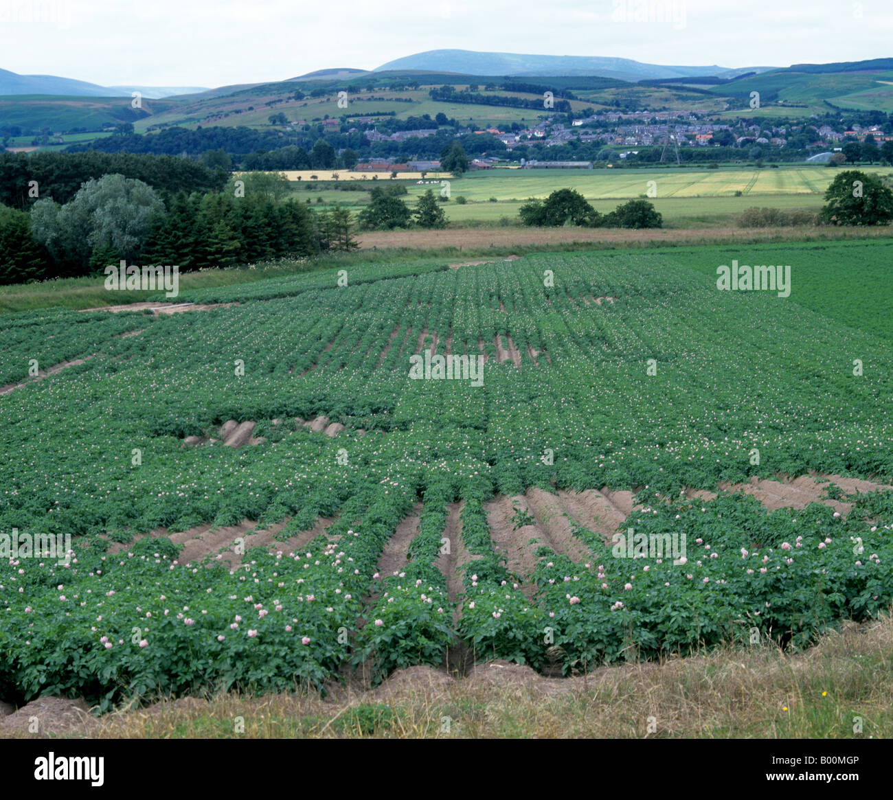 Patches of damage in a Scottish potato crop caused by symphylids or ...