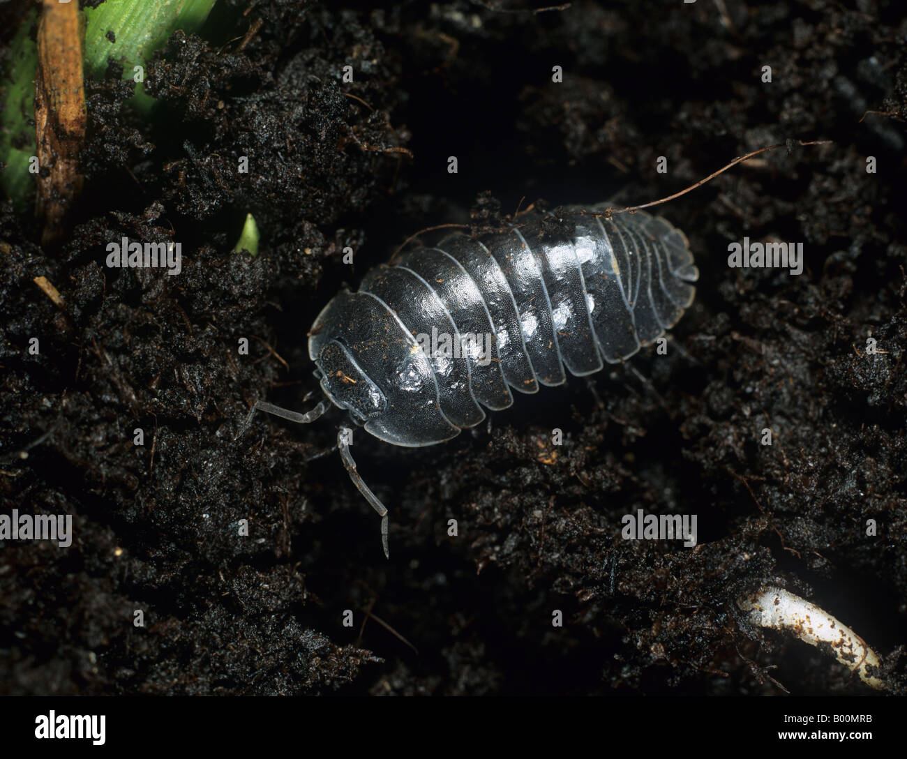 Potato bug hi-res stock photography and images - Alamy