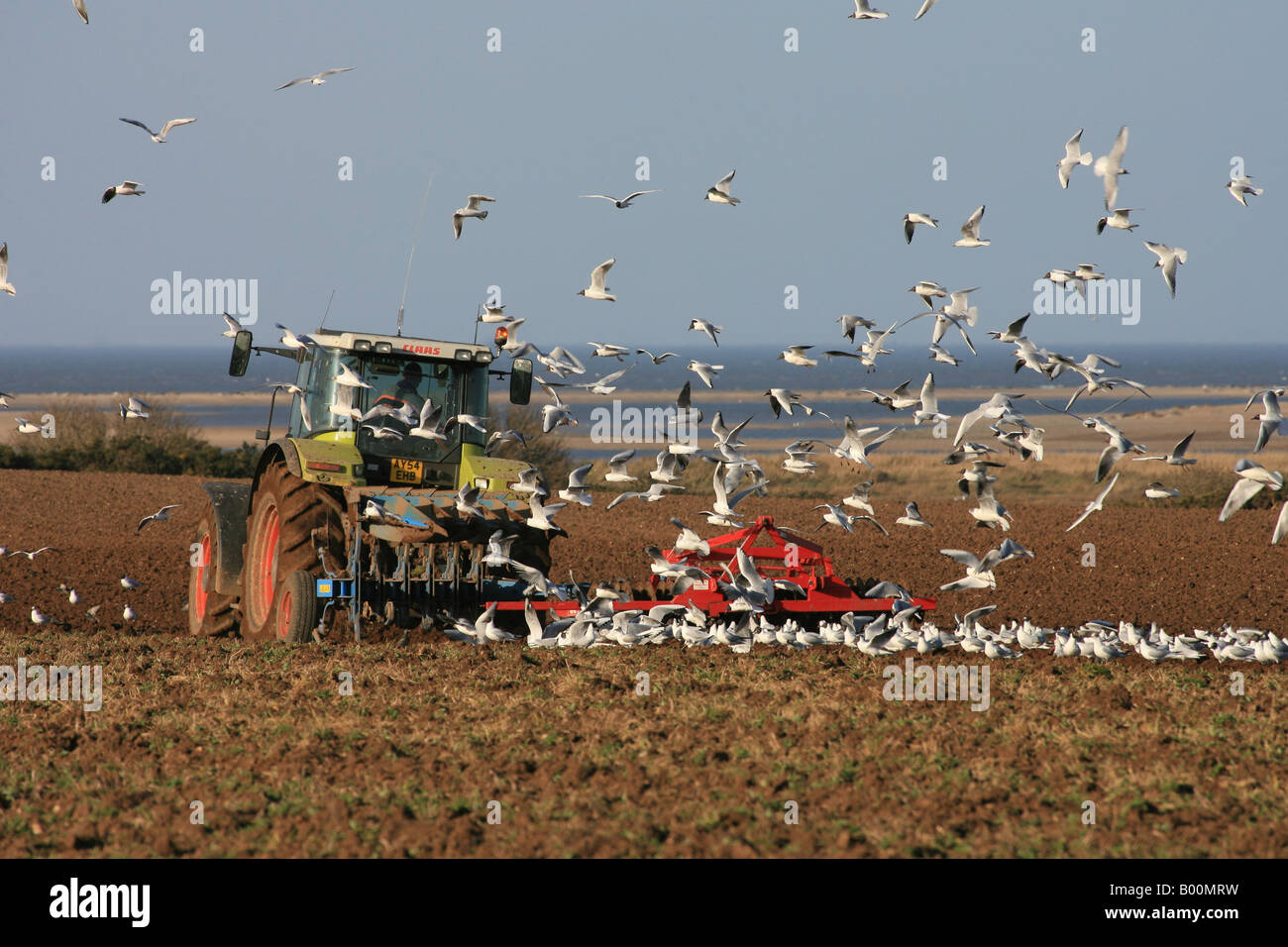 Gulls flying behind a ploughing tractor on the north Norfolk coast ...