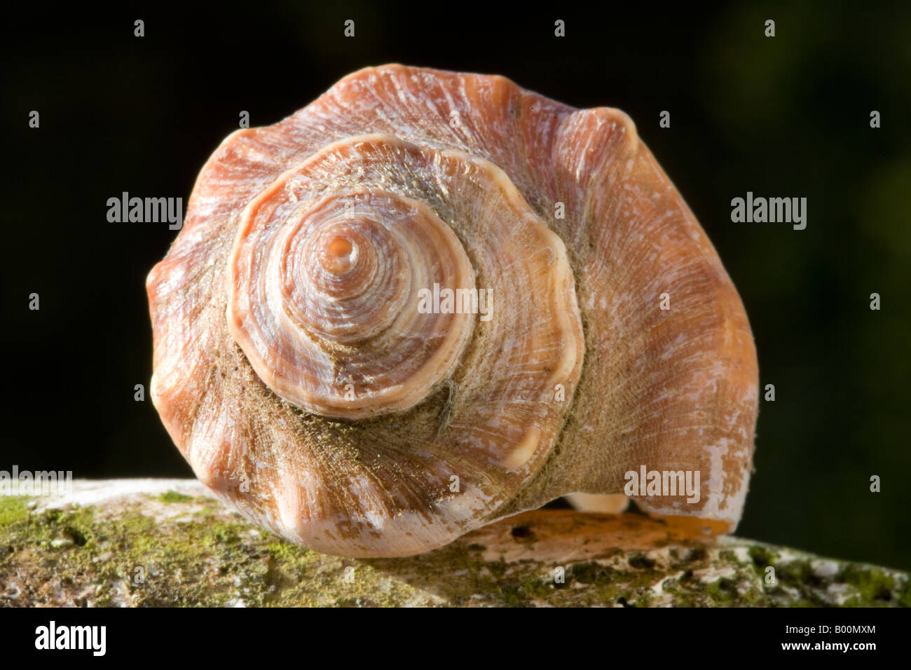 Screw shell hi-res stock photography and images - Alamy