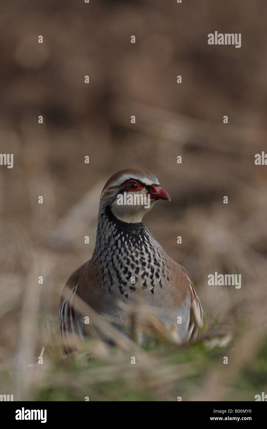 Red legged partridge Alectoris rufa Stock Photo - Alamy