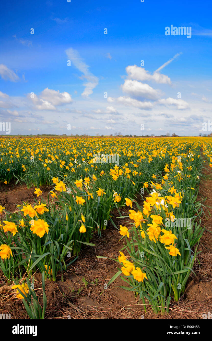 Fenland field lincolnshire fens hi-res stock photography and images - Alamy